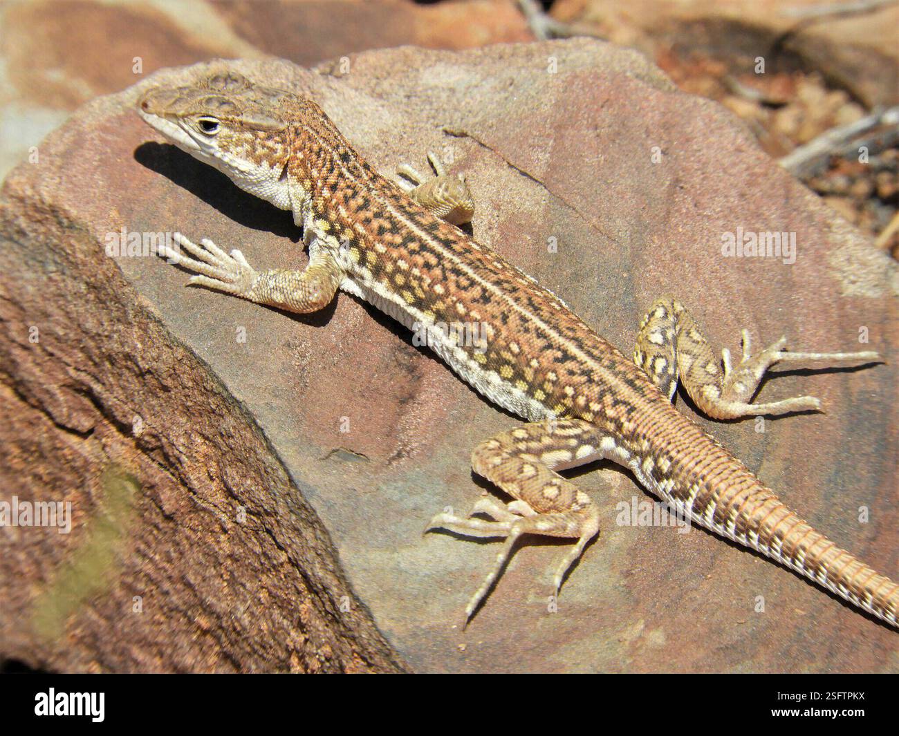 Cape Sand Lizard (Pedioplanis laticeps), Reptilia, Unnamed Road, South ...