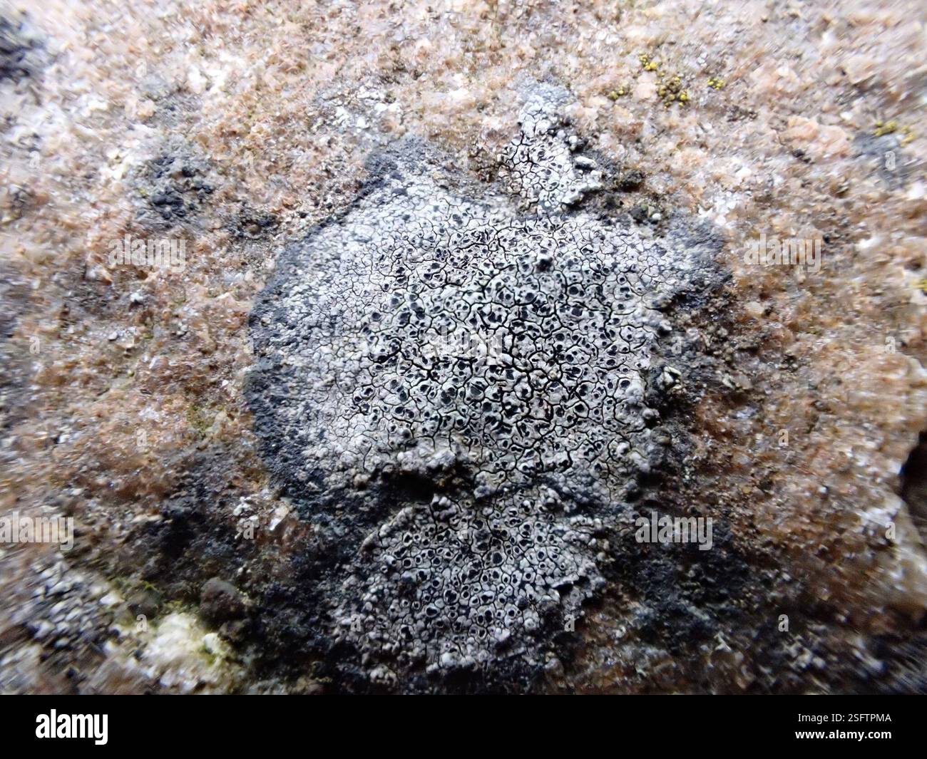 Buellia aethalea hi-res stock photography and images - Alamy