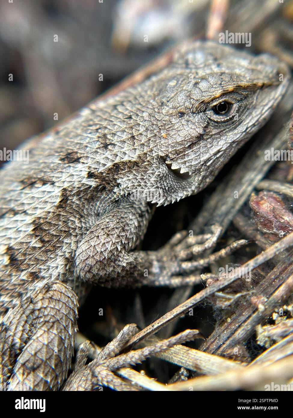 Western Fence Lizard (Sceloporus occidentalis), Reptilia, Morro Bay ...