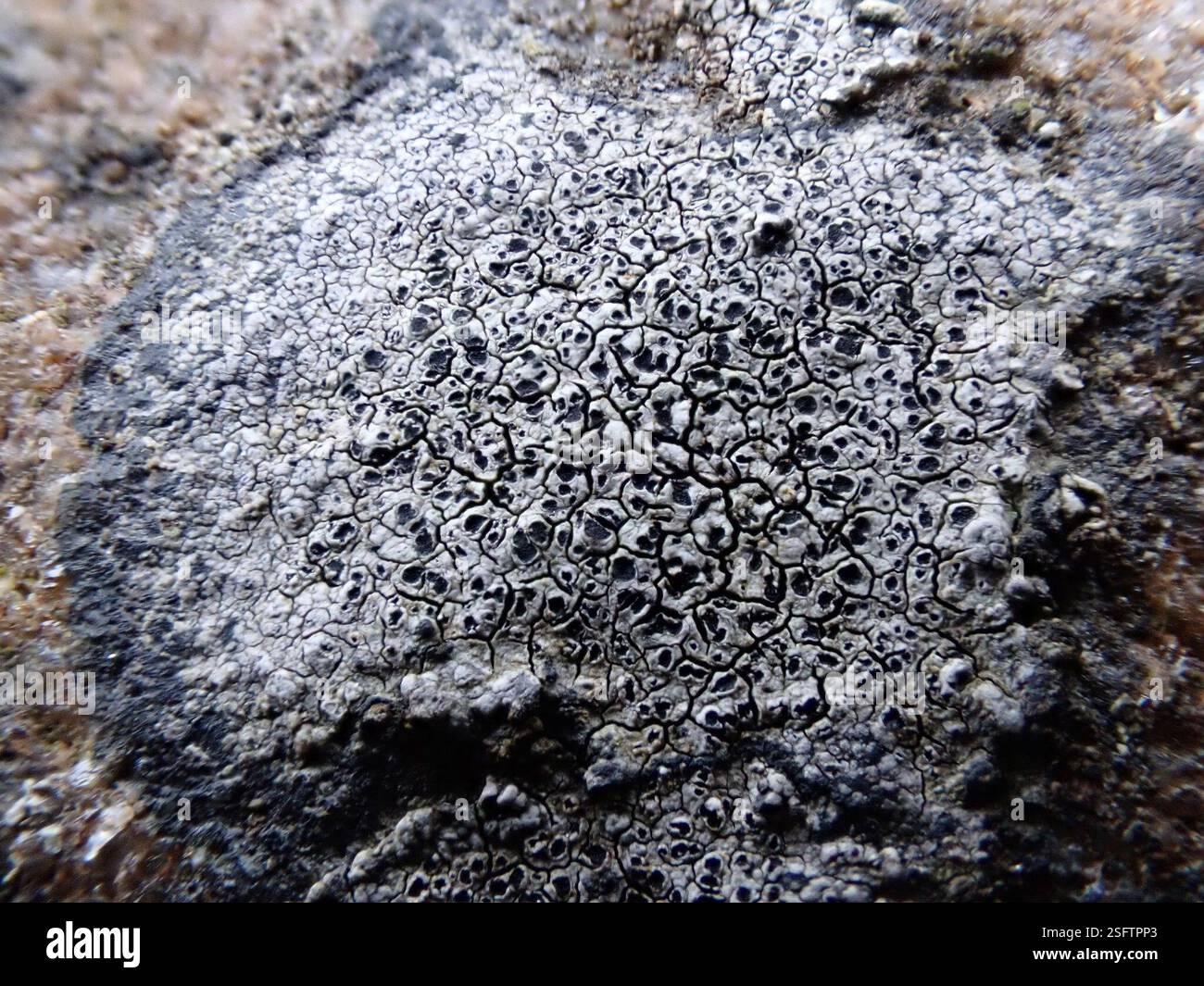 Buellia aethalea hi-res stock photography and images - Alamy