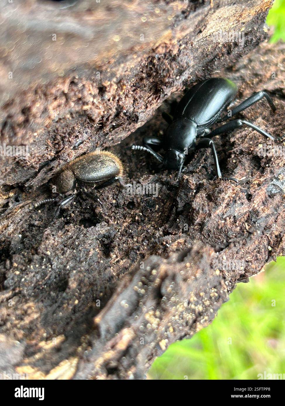 Woolly Darkling Beetle (Eleodes osculans), Insecta, San Luis Obispo, CA ...