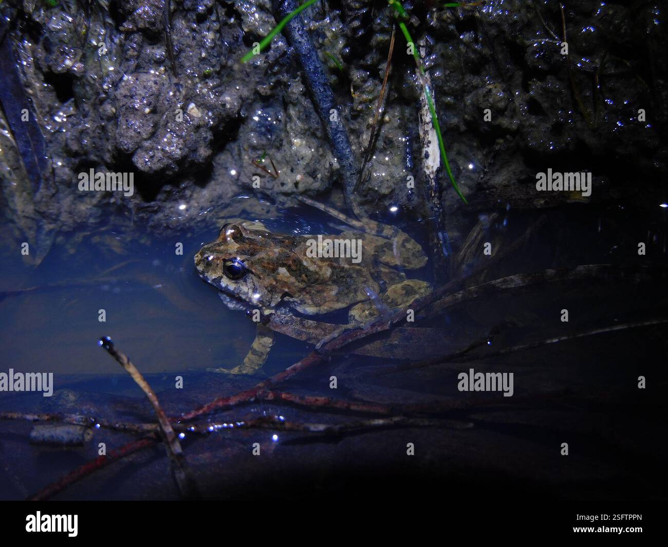 Common Eastern Froglet (Crinia signifera), Amphibia, Hobart TAS ...