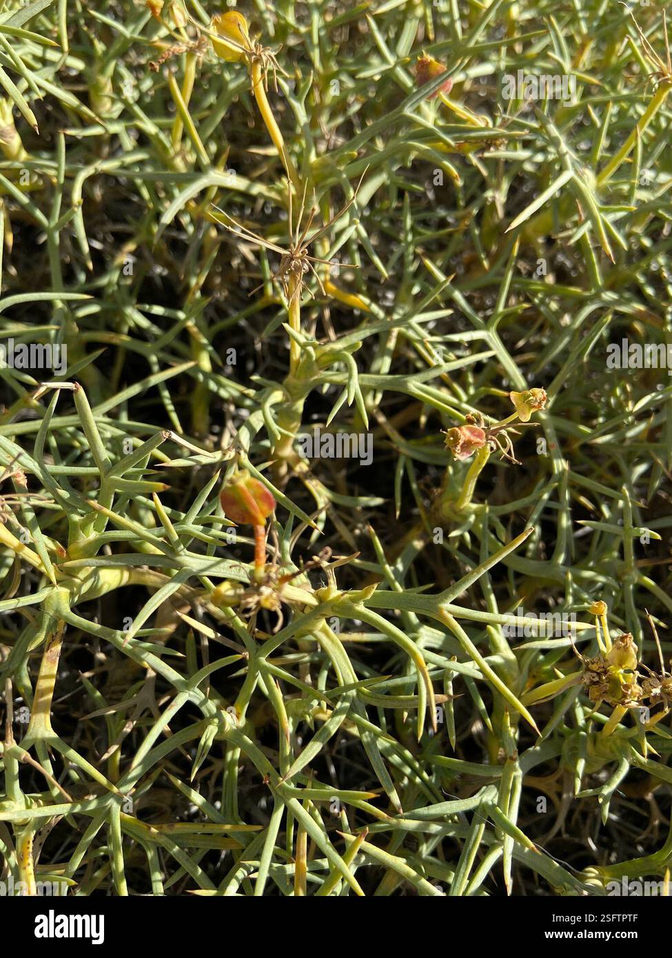 (Azorella prolifera), Plantae, Sendero Los Cóndores, Province de Santa ...