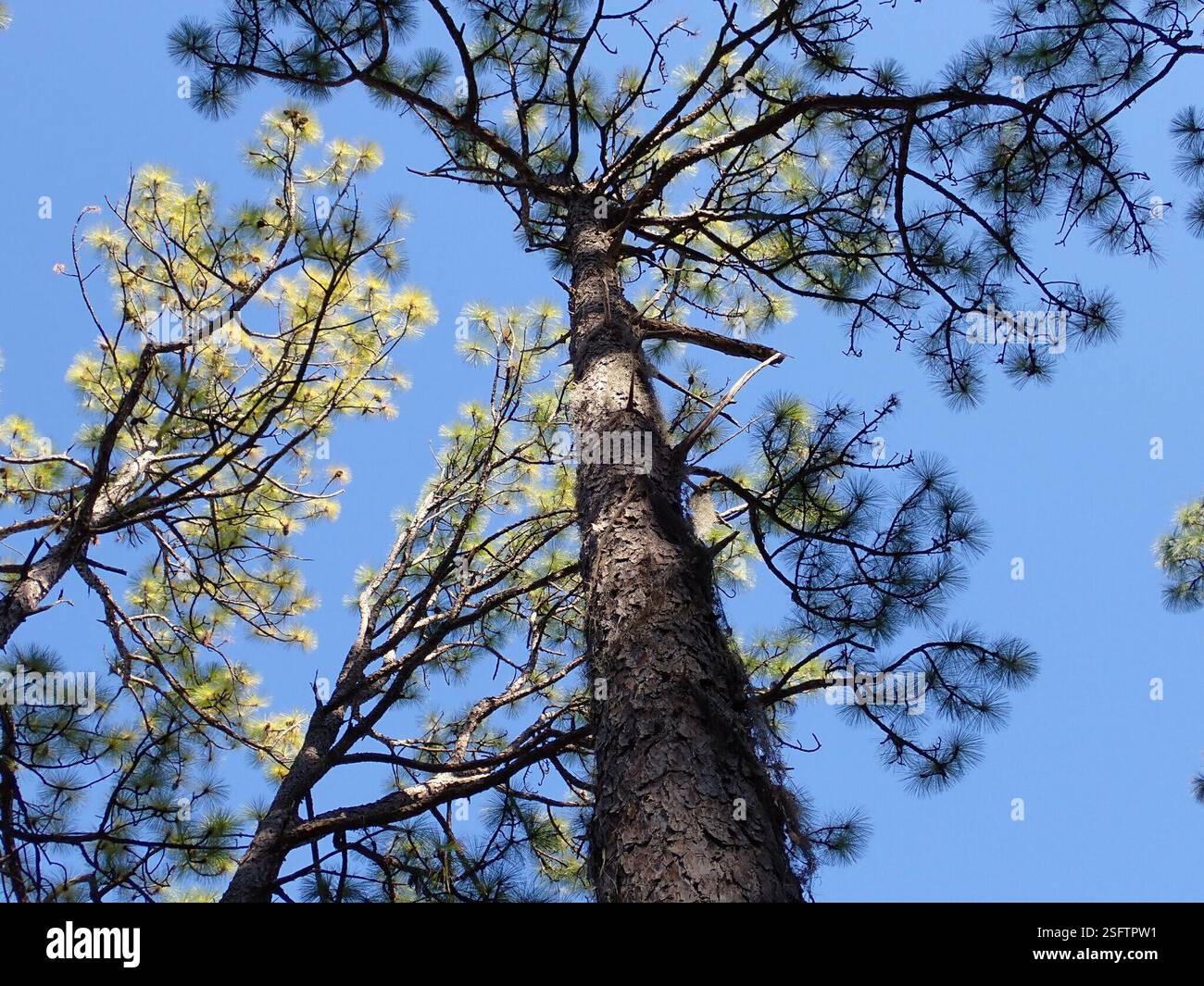 Longleaf pine north carolina hi-res stock photography and images - Alamy