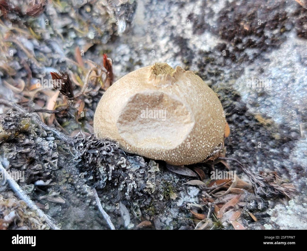 Meadow Puffball (Lycoperdon pratense), Fungi, 7072, New Zealand Stock ...