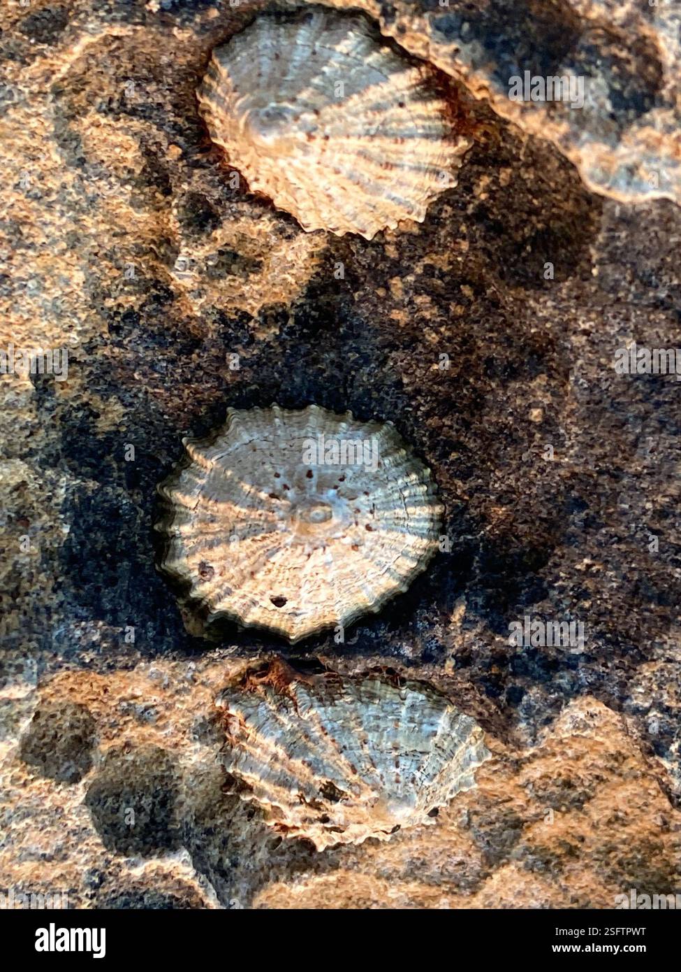 Patellid Limpets (Patellidae), Mollusca, Nordatlantik, Santanyí ...