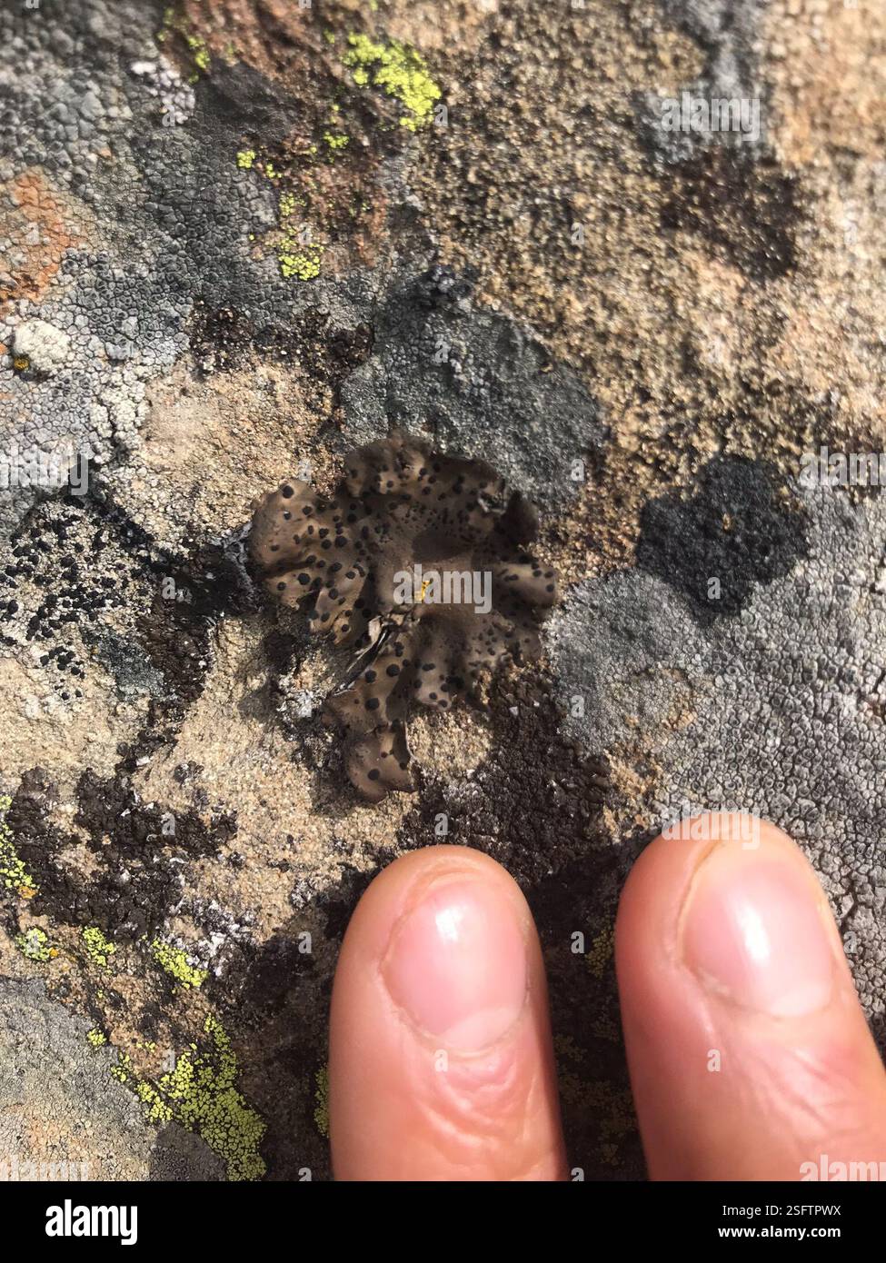 Emery Rocktripe Lichen (Umbilicaria phaea), Fungi, Contra Costa County ...