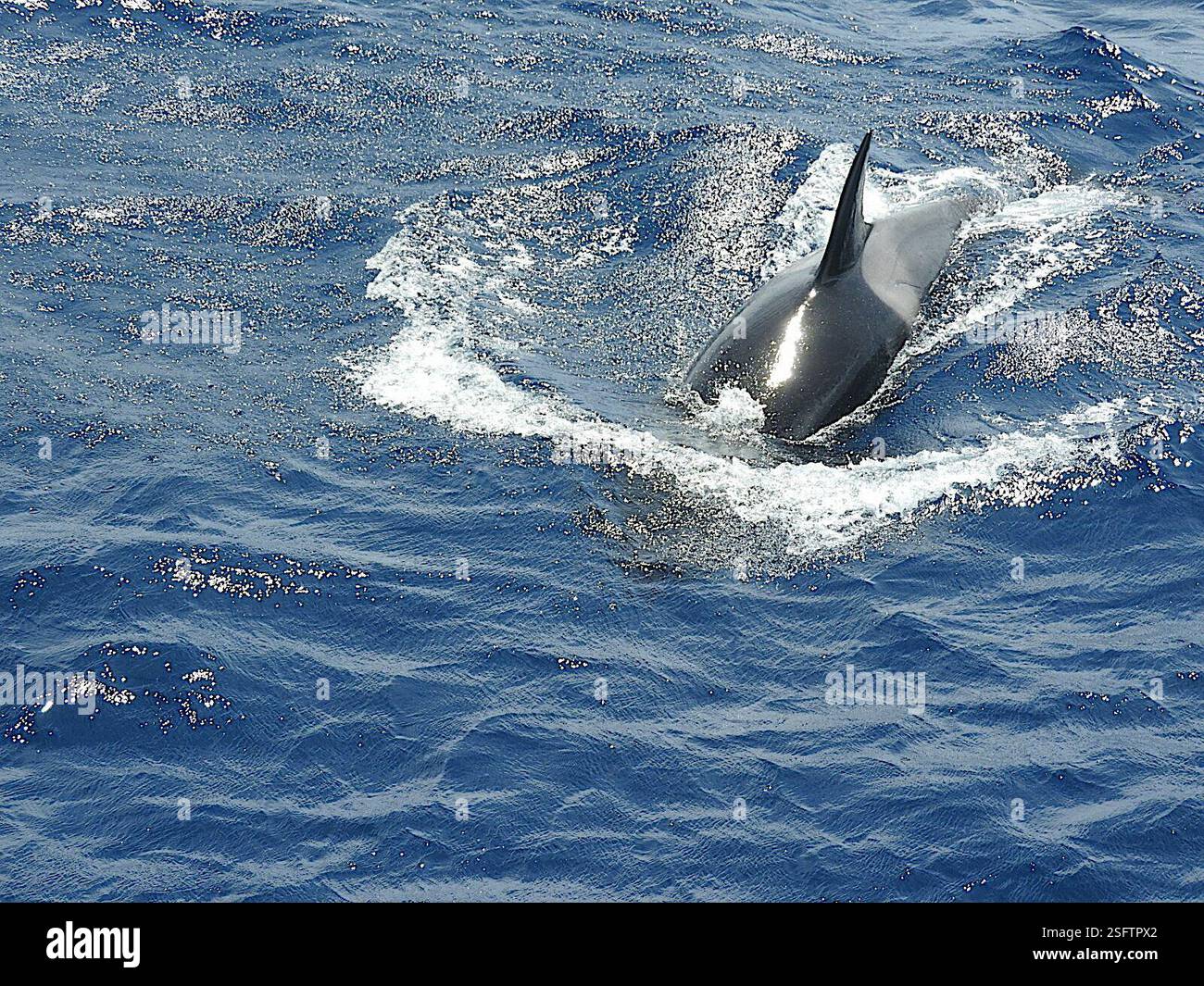 Orca (Orcinus orca), Mammalia, Bremer Bay WA 6338, Australia Stock ...