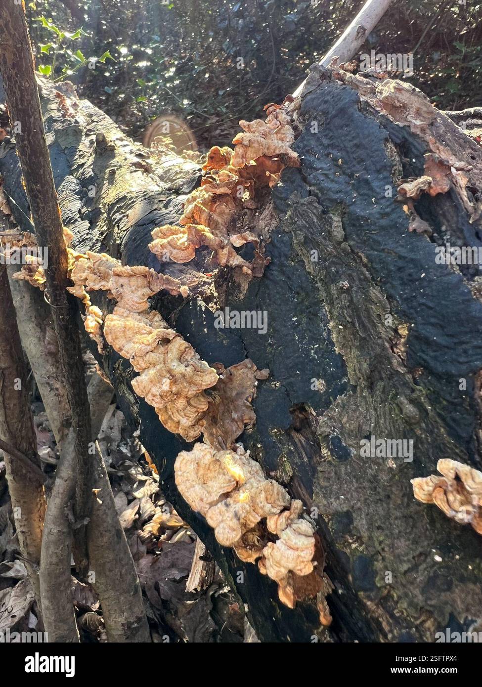 Bleeding Oak Crust (Stereum gausapatum), Fungi, Muswell Hill Road ...