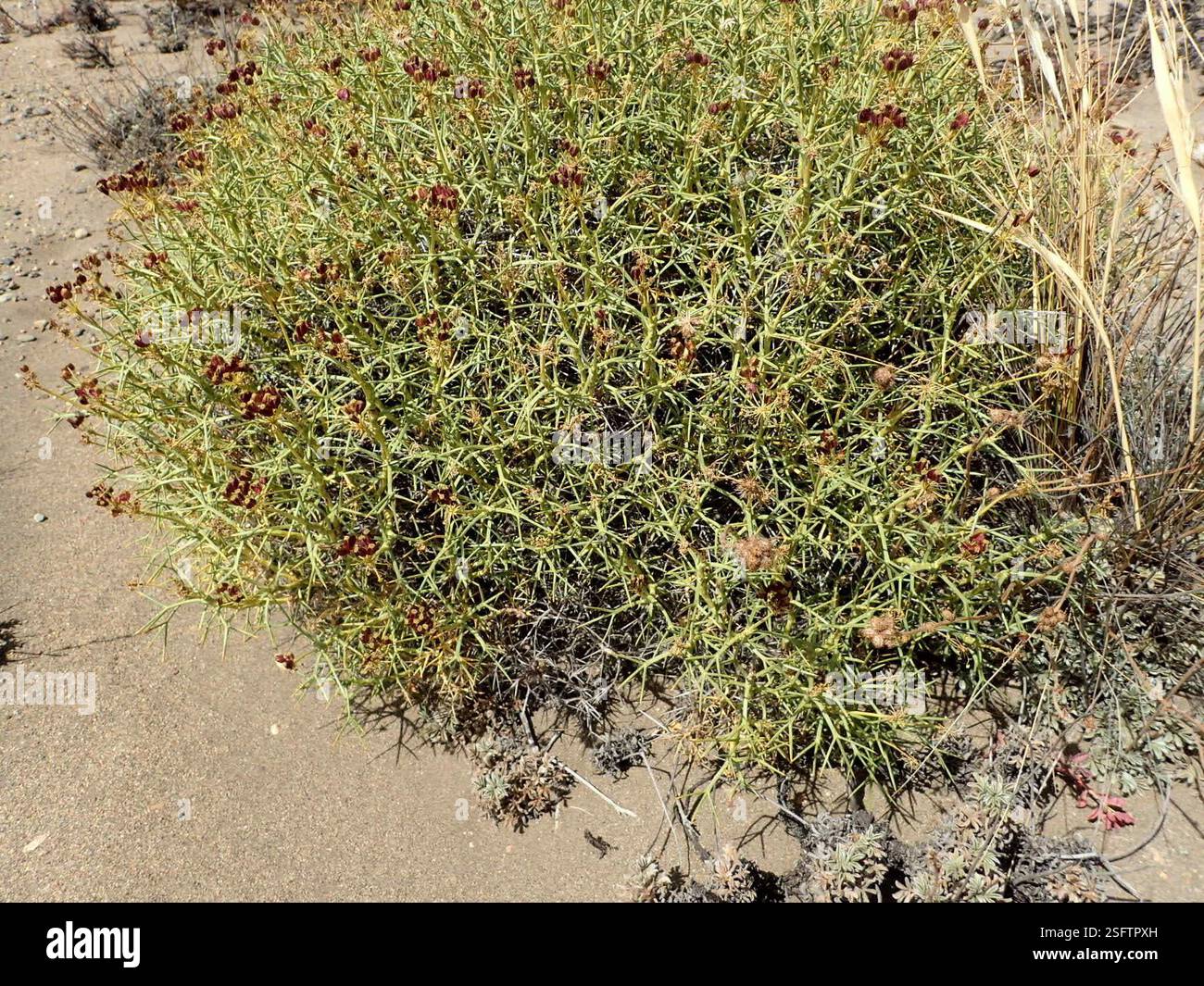 (Azorella prolifera), Plantae, San Carlos de Bariloche, Río Negro, AR ...
