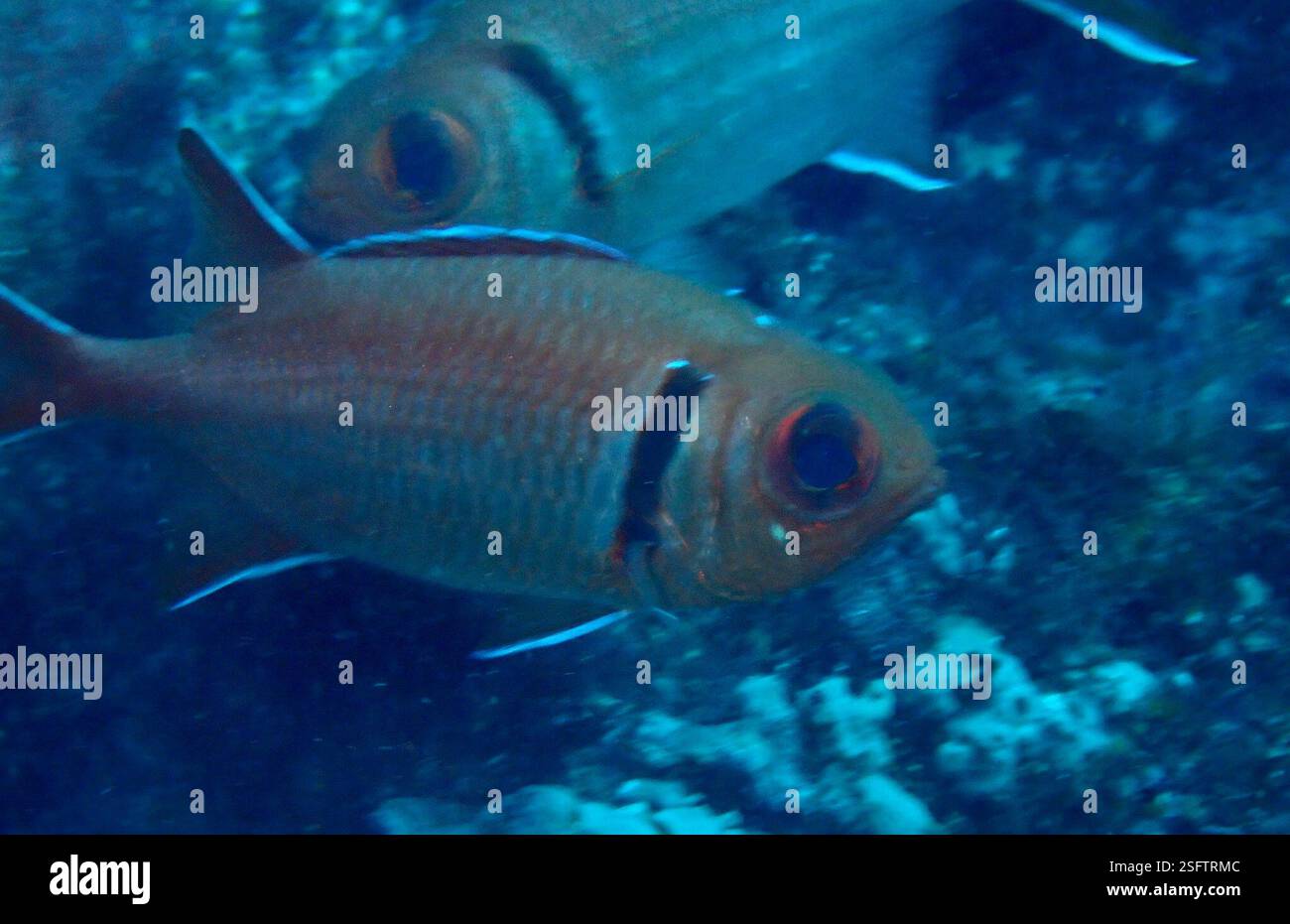 Blackbar Soldierfish (Myripristis jacobus), Actinopterygii, Baía da ...