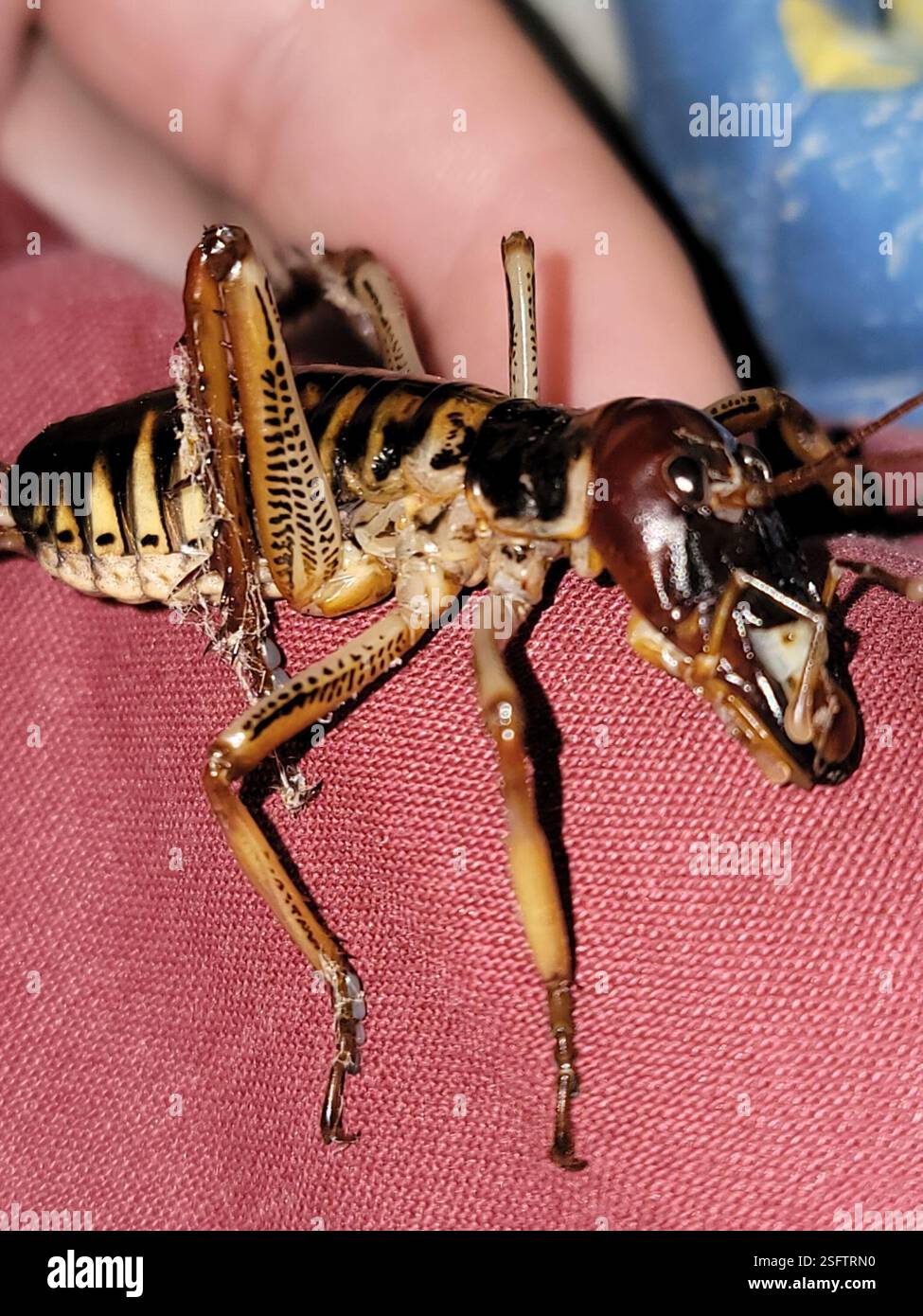 Wellington Tree Wētā (Hemideina crassidens), Insecta, Karamea 7893, New ...