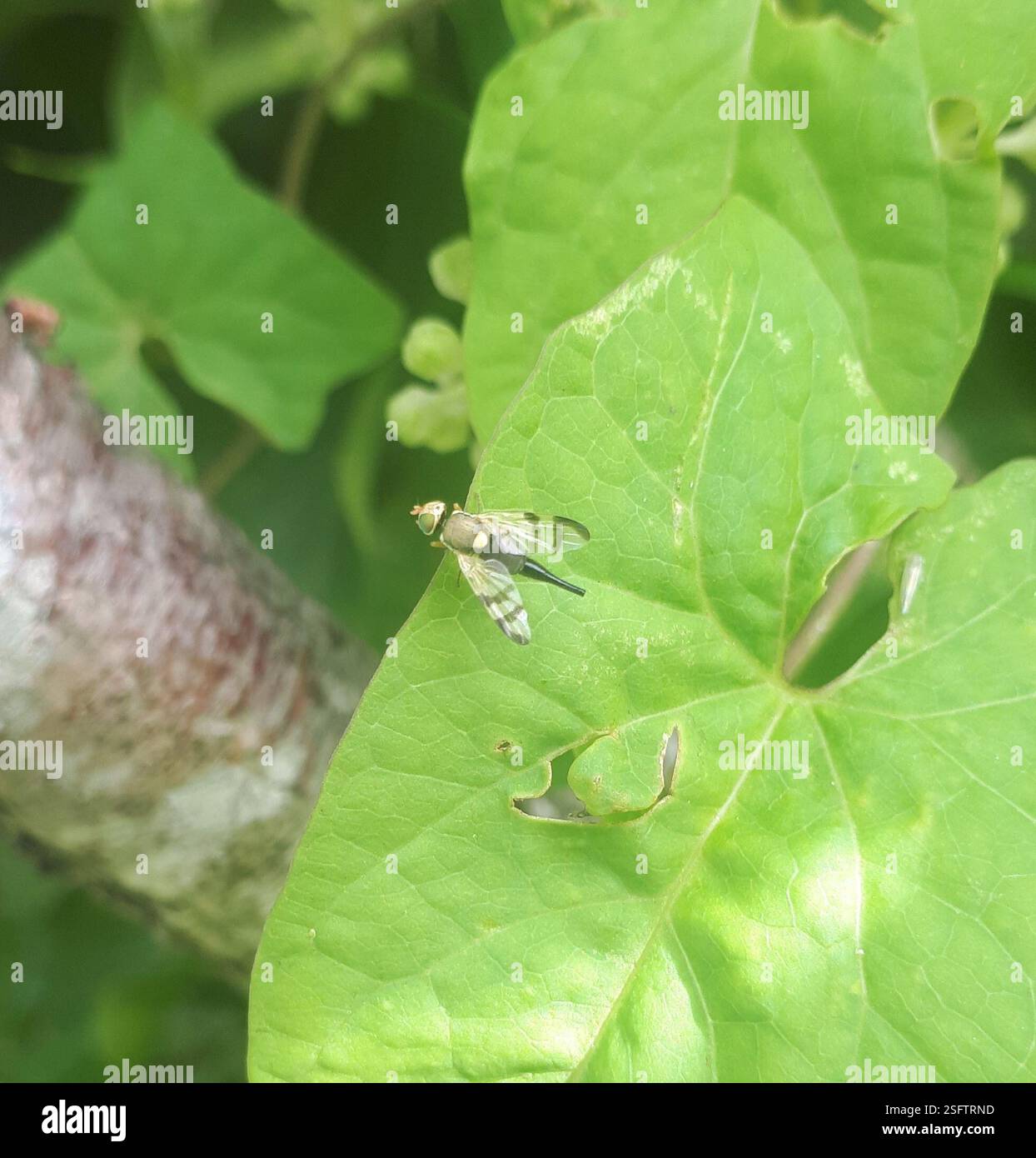 Bull Thistle Gall Fly (Urophora stylata), Insecta, Fairfield, Lower ...