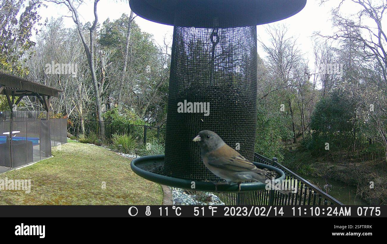Dark-eyed Junco (Junco hyemalis), Aves, California, US Stock Photo - Alamy