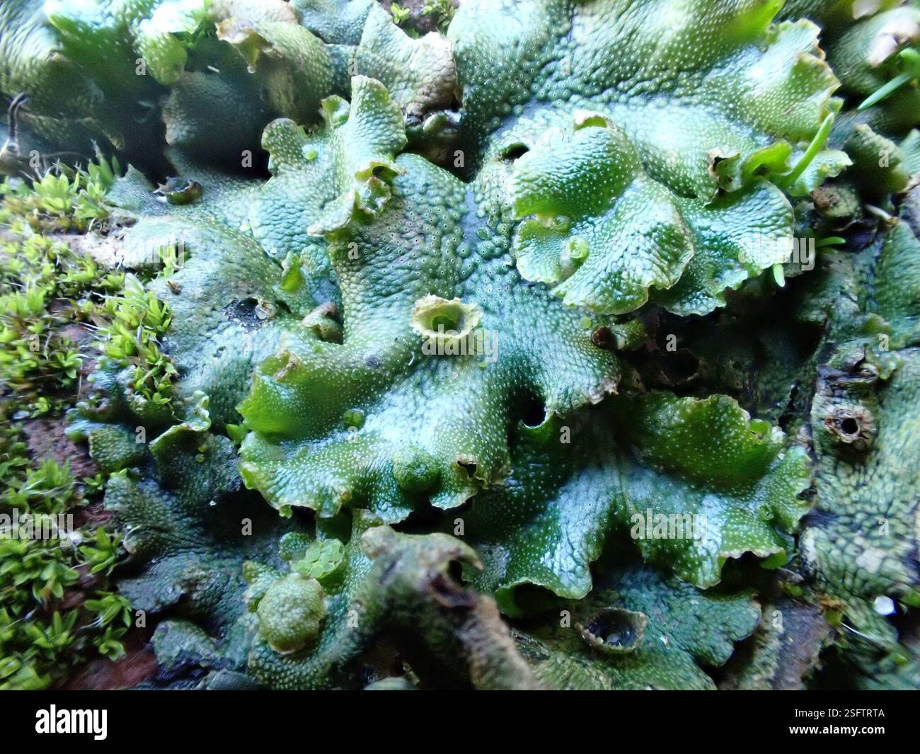 Common Liverwort (Marchantia polymorpha), Plantae, Graafland, Groot ...