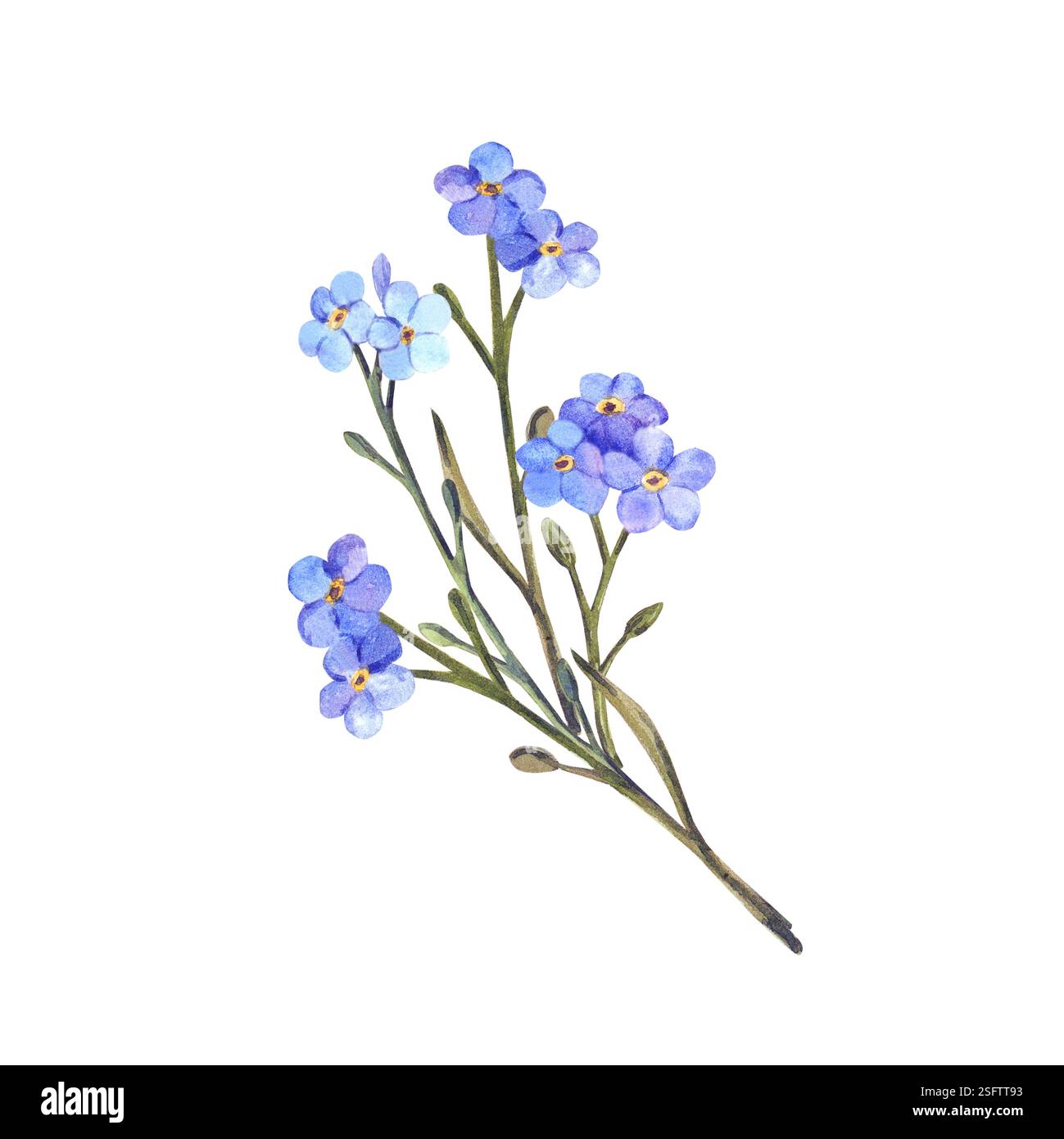 A bouquet with forget-me-nots flowers. Hand drawn watercolor ...