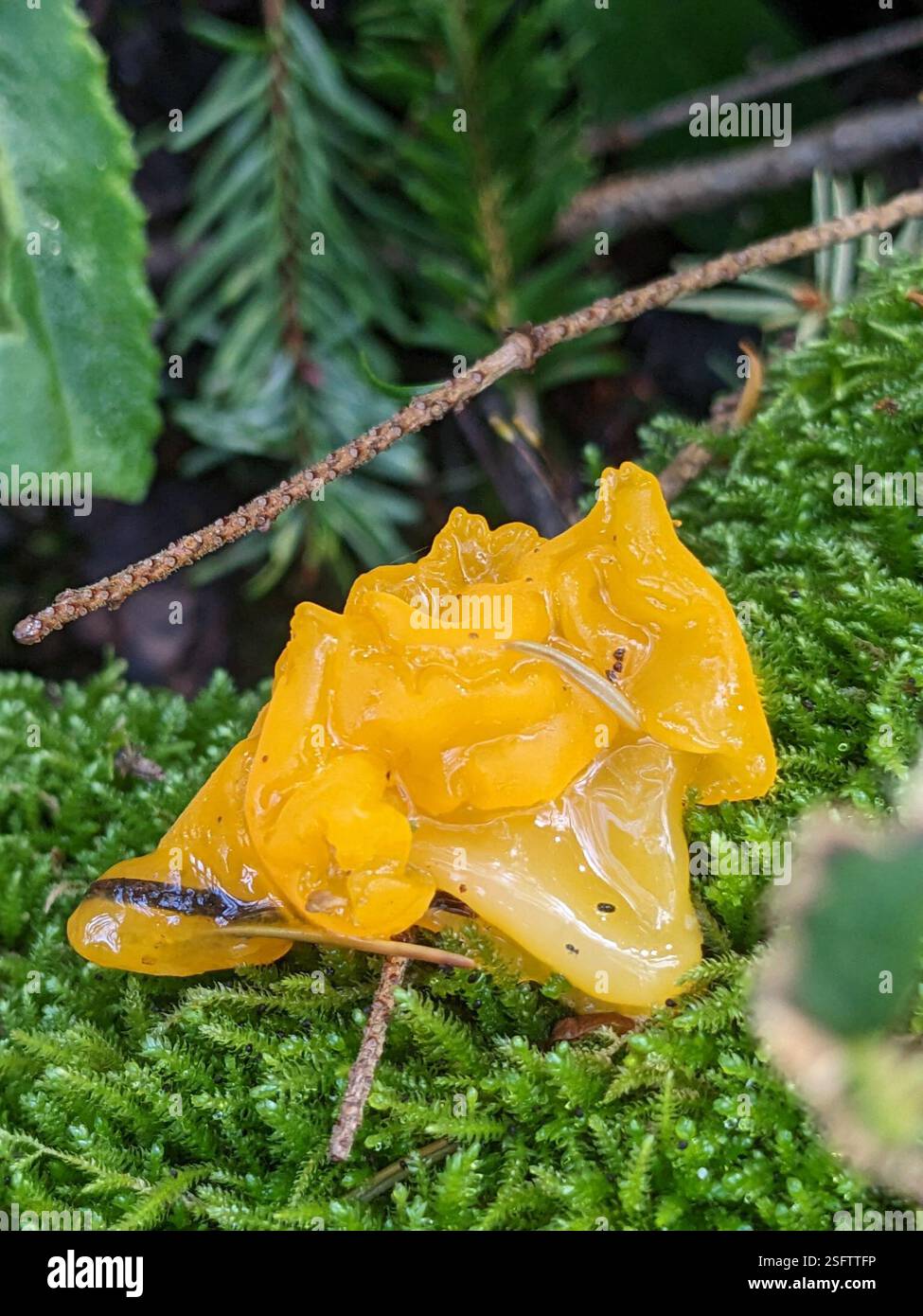 witch's butter (Tremella mesenterica), Fungi, Point Reyes Station, CA ...