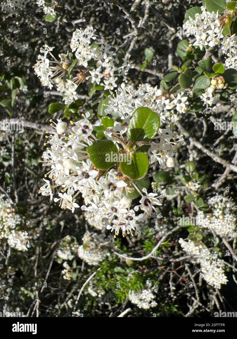 Wart-stemmed Ceanothus (Ceanothus verrucosus), Plantae, Torrey Pines ...