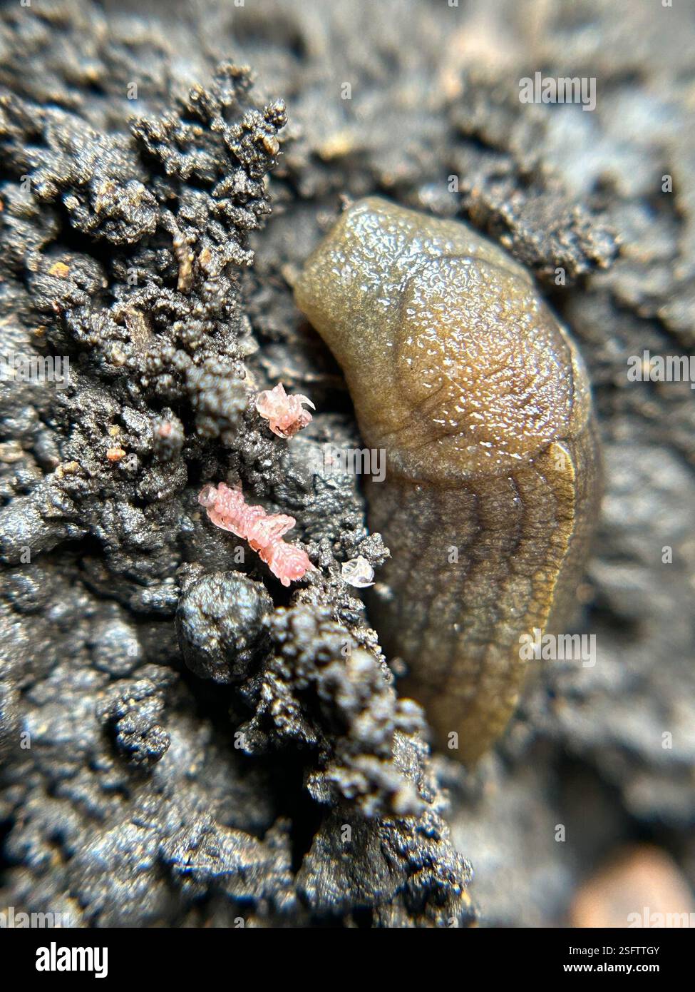 Greenhouse Slug (Milax gagates), Mollusca, Upham St, San Luis Obispo ...