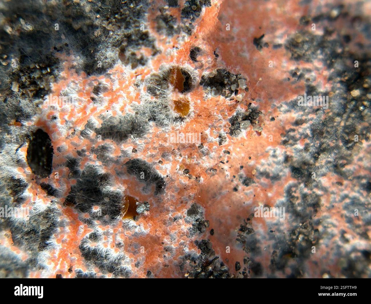 (Pyronema omphalodes), Fungi, Montaña de Oro State Park, Los Osos, CA ...
