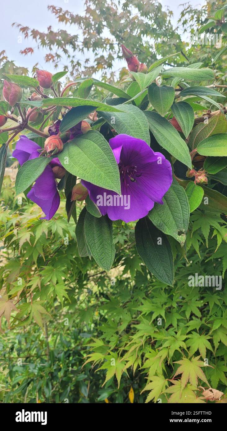 Glory bush (Pleroma urvilleanum), Plantae, Franz Josef / Waiau 7886 ...