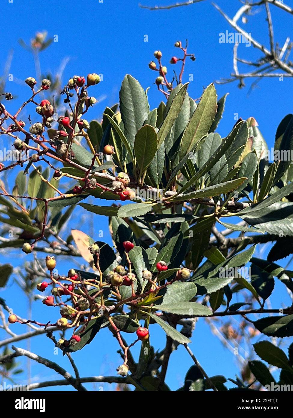 Toyon (Heteromeles arbutifolia), Plantae, Torrey Pines State Natural ...