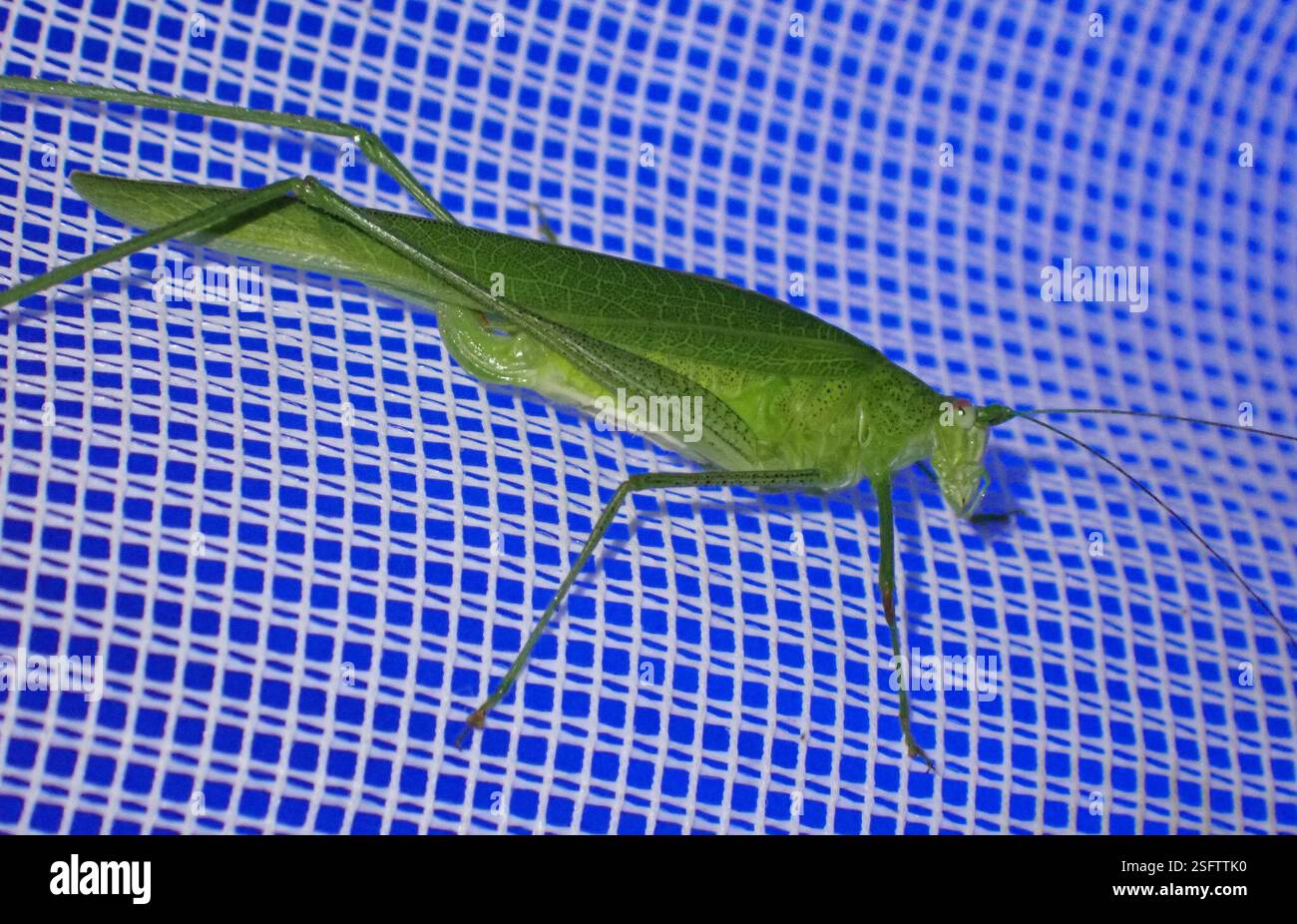 Sickle-bearing Bushcrickets (Phaneroptera), Insecta, Santo Antão, Cape ...