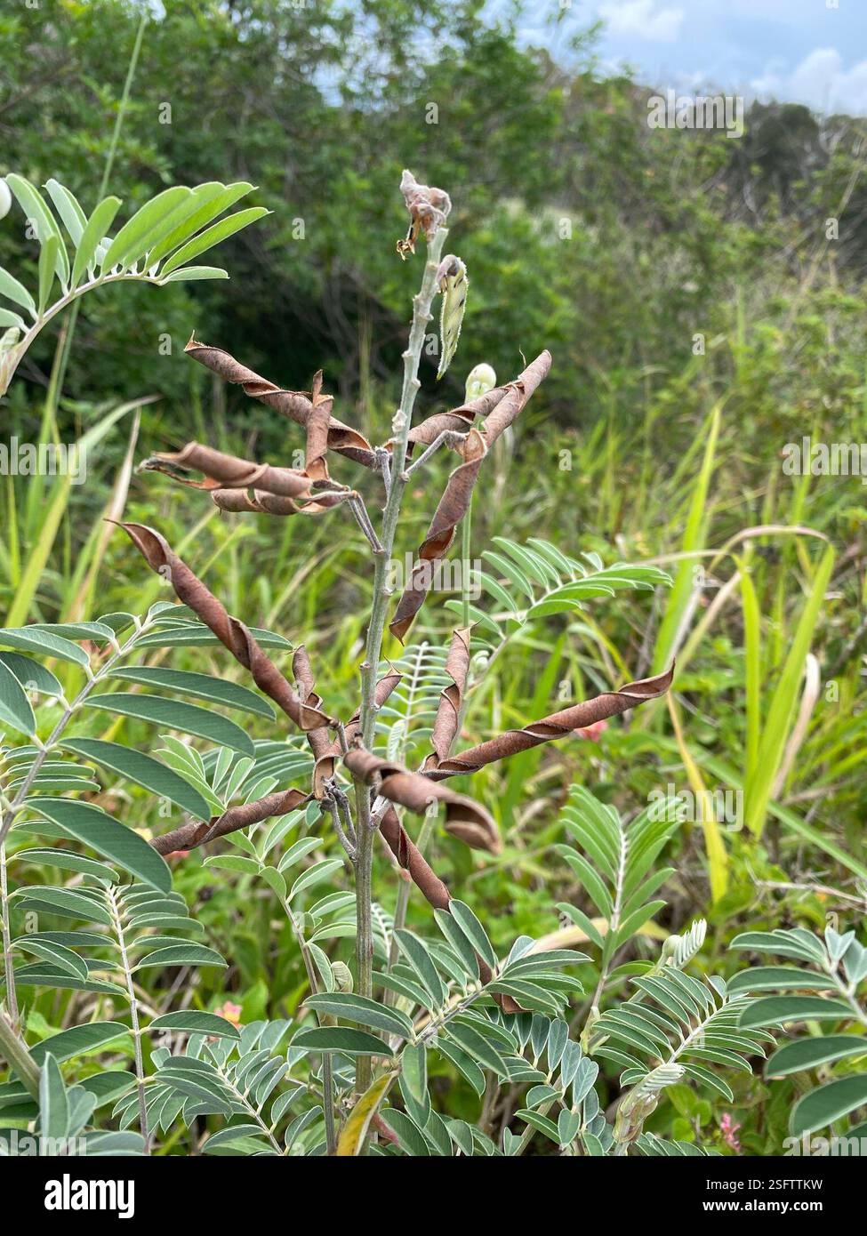 Grand Hoarypea (Tephrosia grandiflora), Plantae, Southeast Outer ...