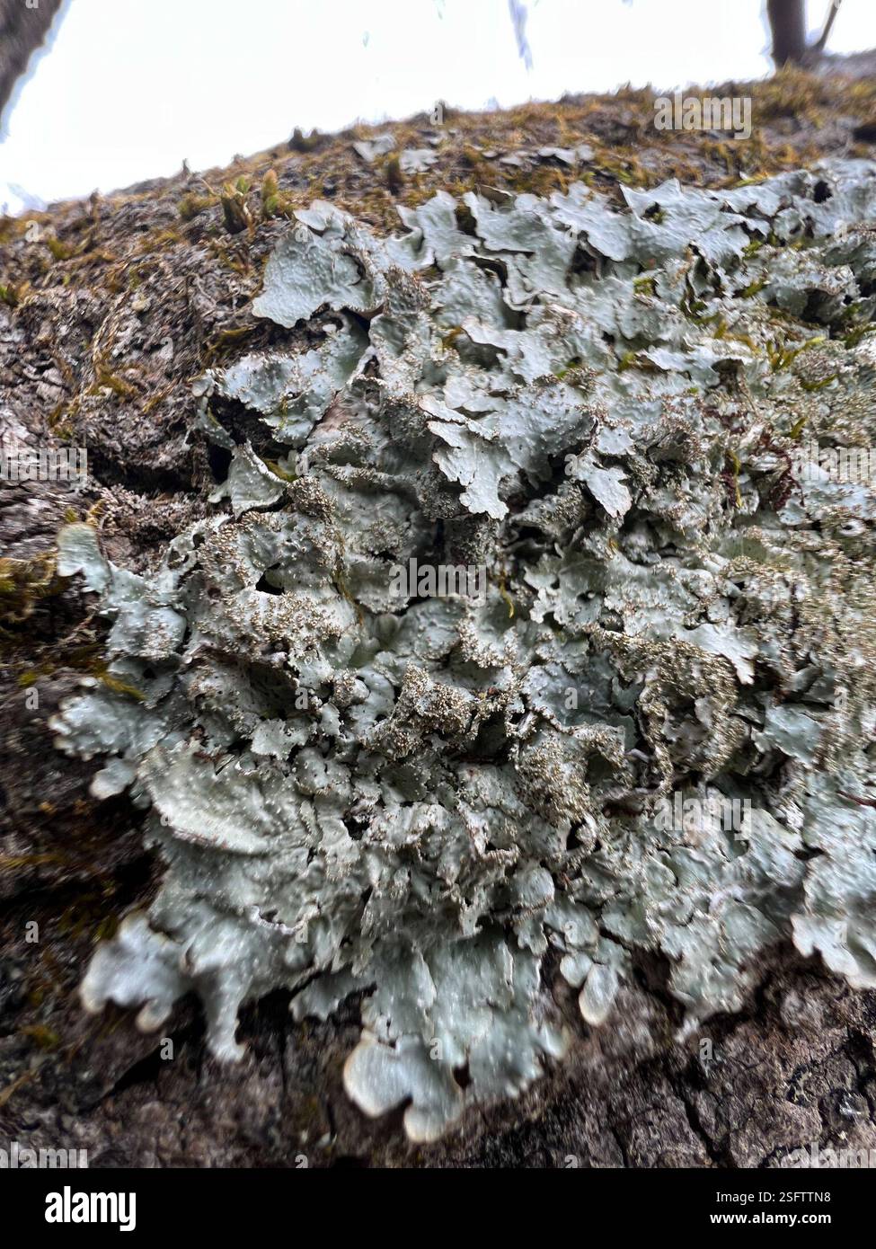 common greenshield lichen (Flavoparmelia caperata), Fungi, Quiet Waters ...