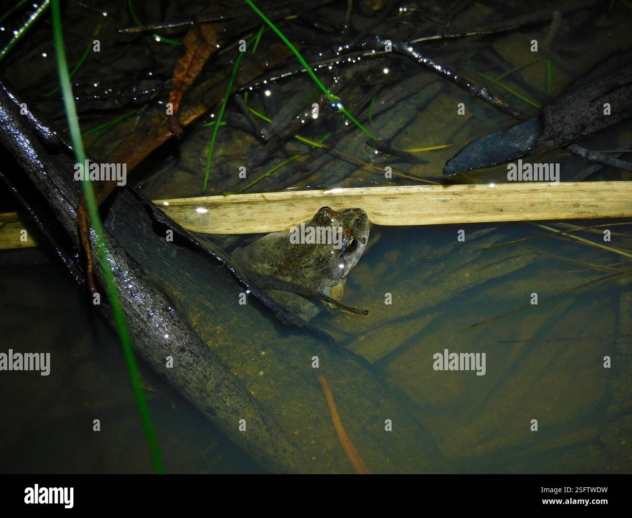 Common Eastern Froglet (Crinia signifera), Amphibia, Hobart TAS ...