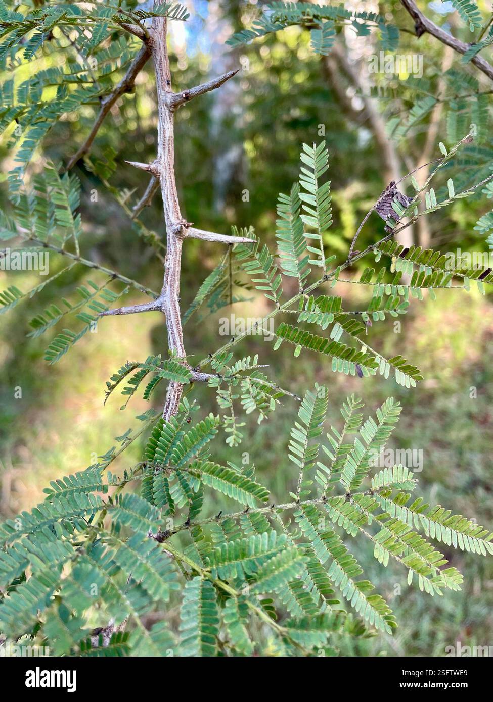 aroma (Dichrostachys cinerea), Plantae, Pinar del Río, CU, Aroma ...