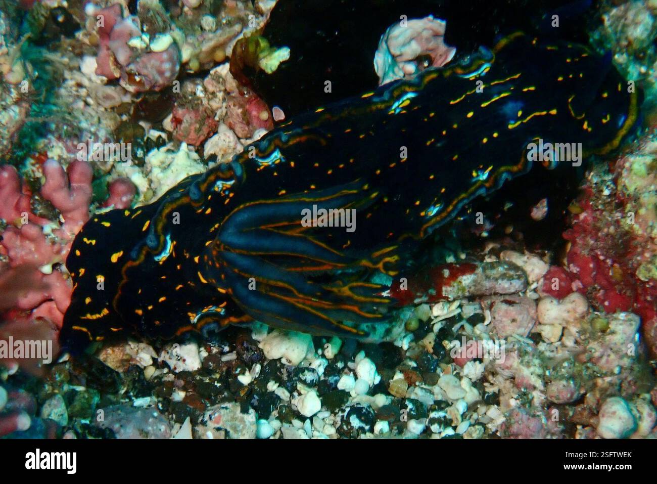 African sea goddess (Felimare tema), Mollusca, Baía da Ribeirinha, Cape ...