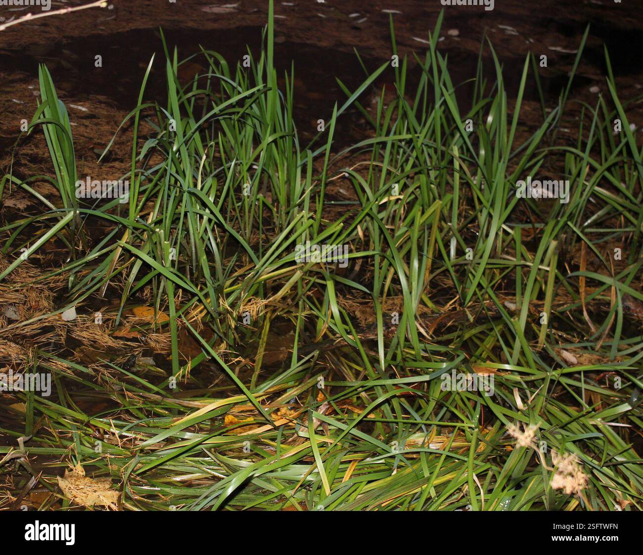 water manna grass (Glyceria fluitans), Plantae, Северо-Западный ...