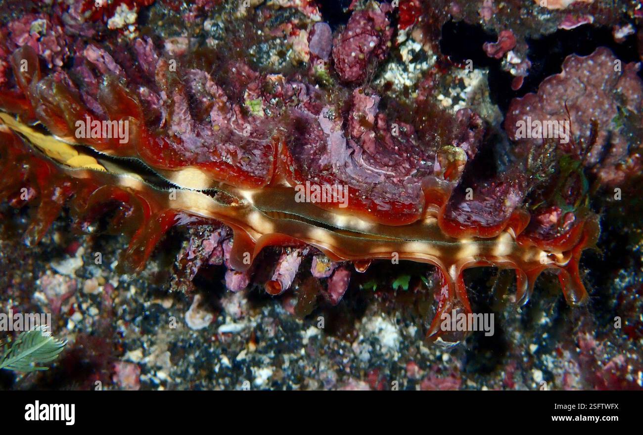 Spiny Fan Mussel (Pinna rudis), Mollusca, Baía Entre Picos, Cape Verde ...