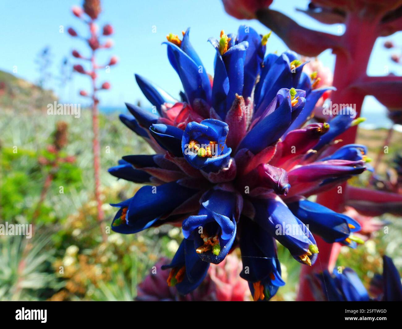 (Puya venusta), Plantae, La Ligua, Valparaíso, Chile Stock Photo - Alamy