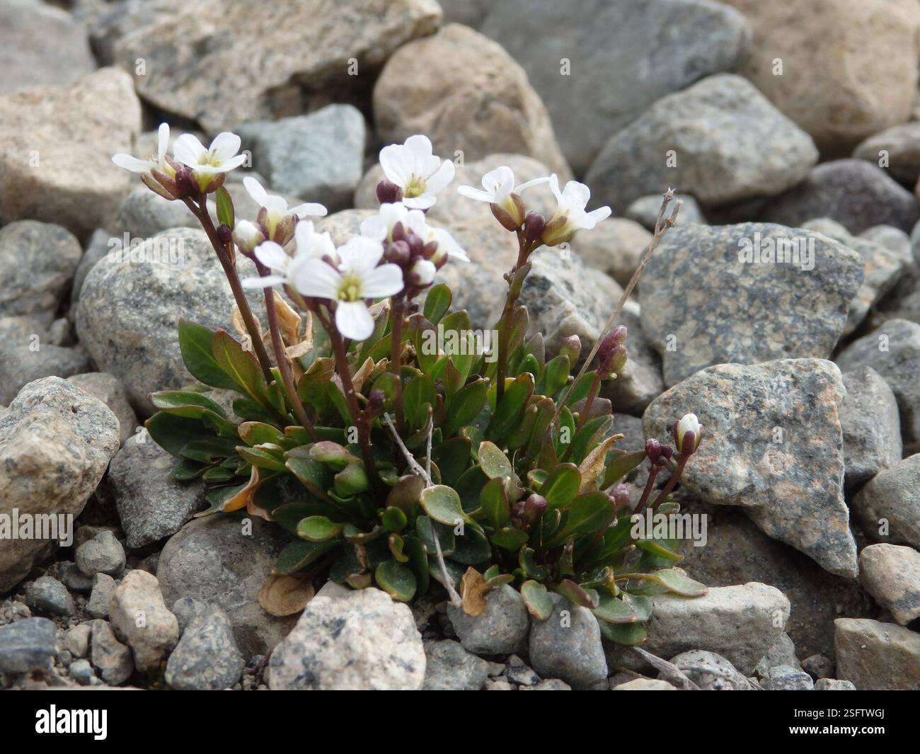 alpine bittercress (Cardamine bellidifolia), Plantae, Провиденский р-н ...