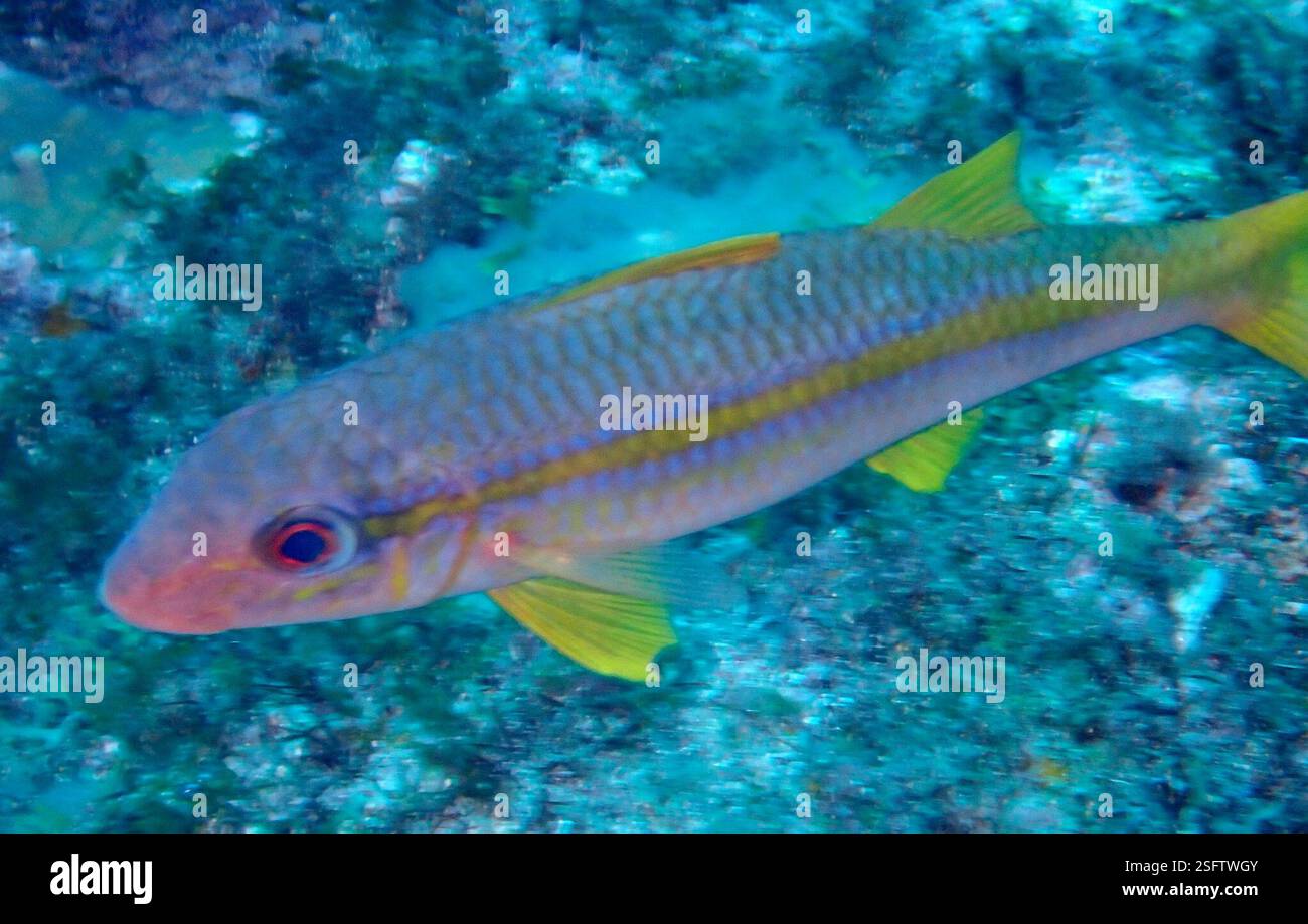 Yellow Goatfish (Mulloidichthys martinicus), Actinopterygii, Baía Entre ...