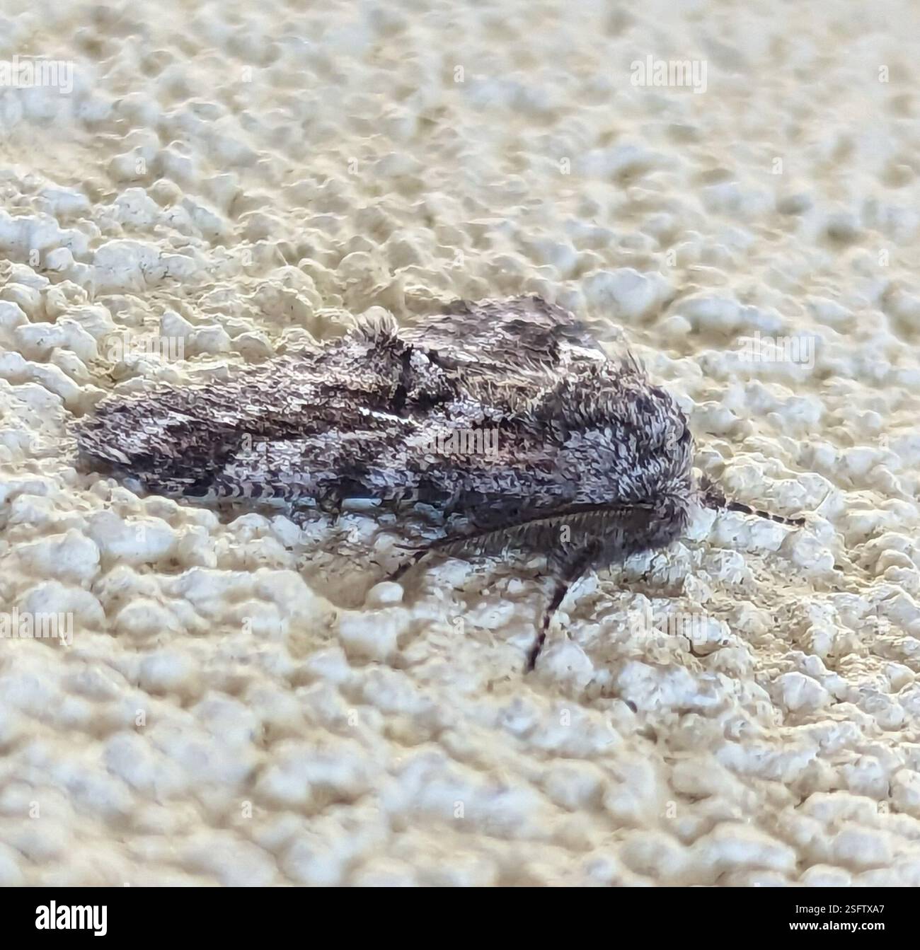 Woolly Gray Moth (Lycia ypsilon), Insecta, 6th Ave S + 4th St S, St ...