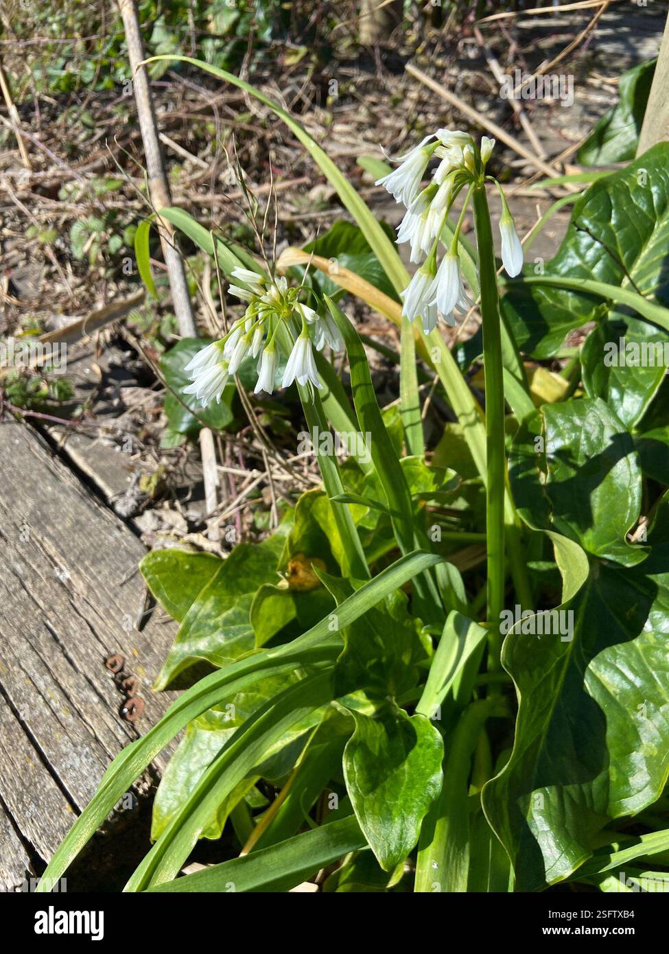 Three-cornered garlic (Allium triquetrum), Plantae, Canal de Siurana ...