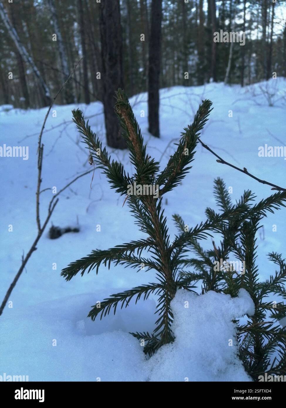 Siberian spruce (Picea obovata), Plantae, Иркутская обл., Россия ...