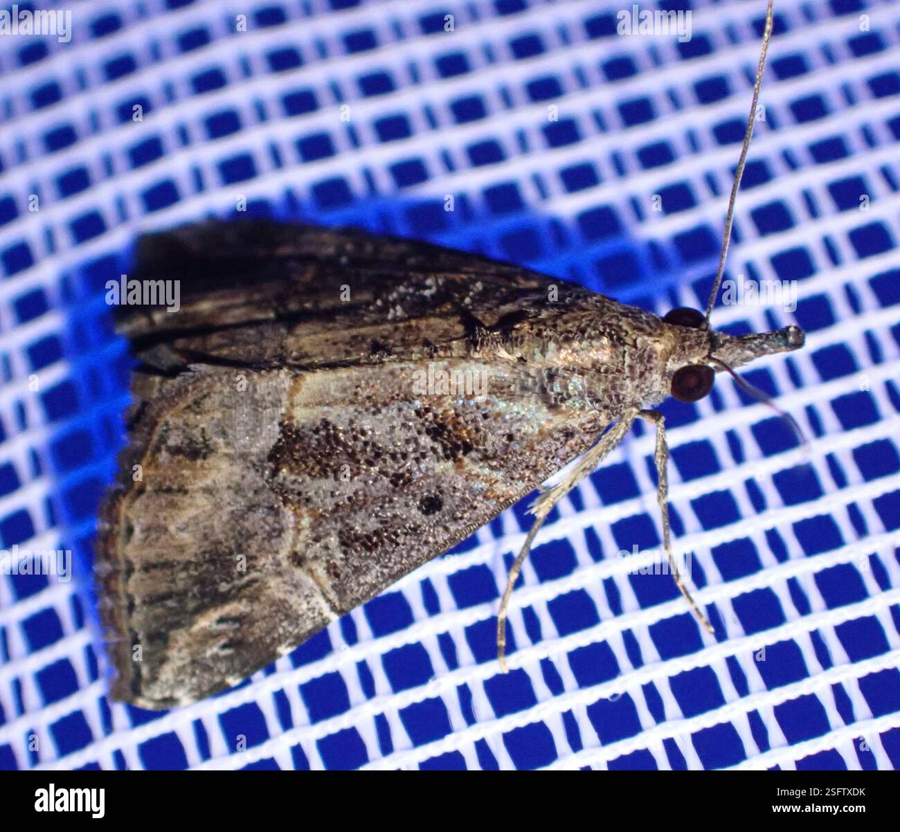 Lantana Defoliator (Hypena laceratalis), Insecta, Santo Antão, Cape ...