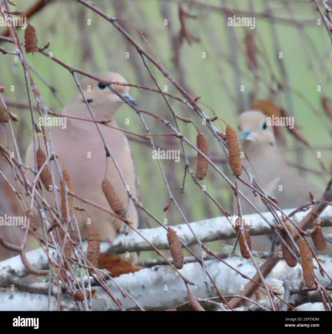 Mourning Dove (Zenaida macroura), Aves, Country Park Rd, Salinas, CA ...