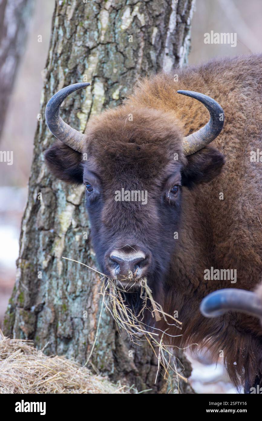Bison looking camera female hi-res stock photography and images - Alamy