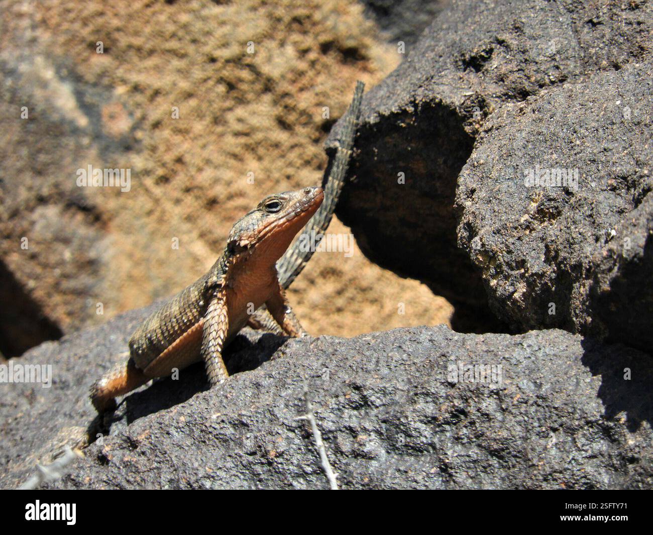Karoo Girdled Lizard (Karusasaurus polyzonus), Reptilia, Ubuntu Local ...