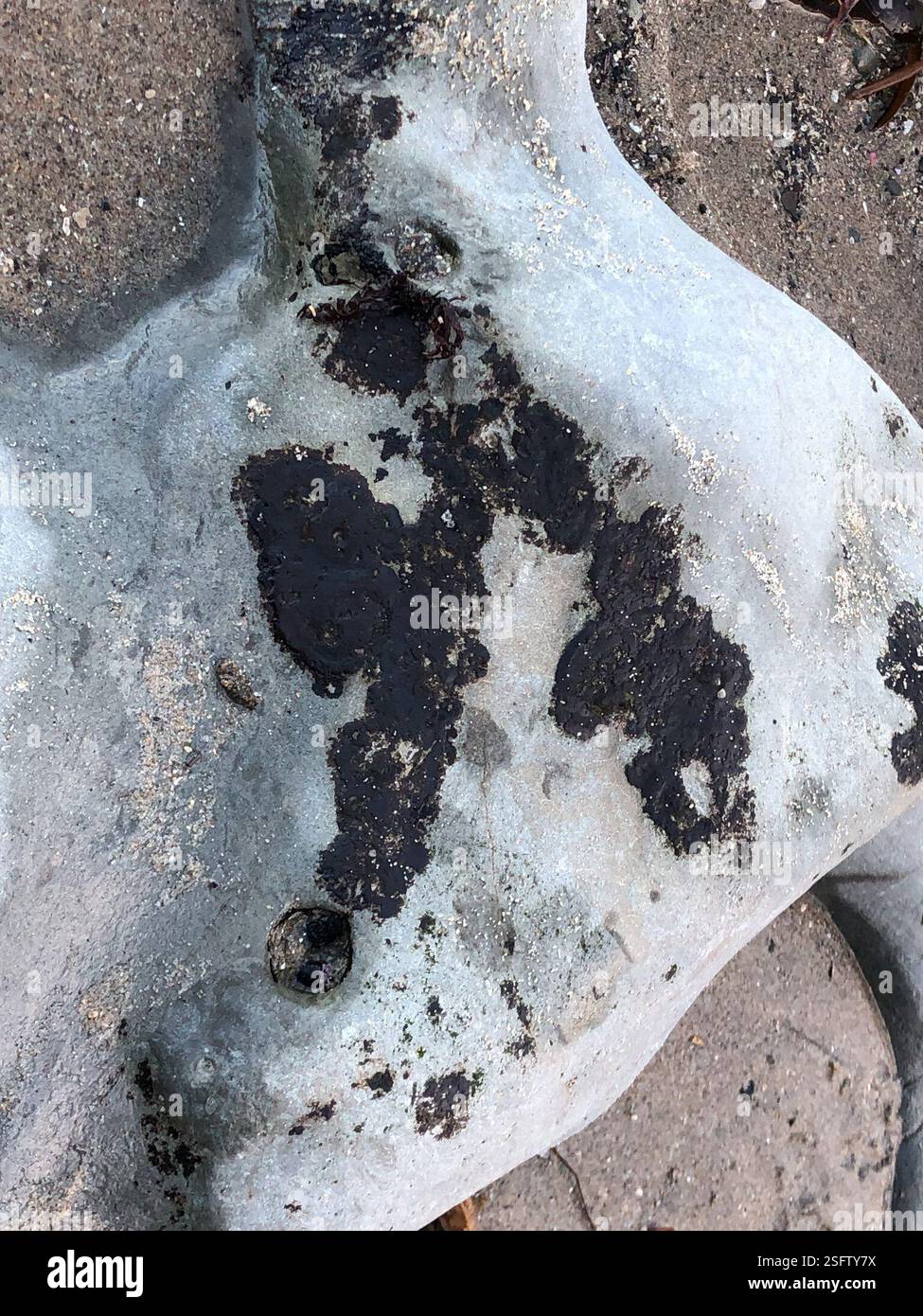 encrusting red algae (Mastocarpus), Plantae, Monterey Bay, Santa Cruz ...