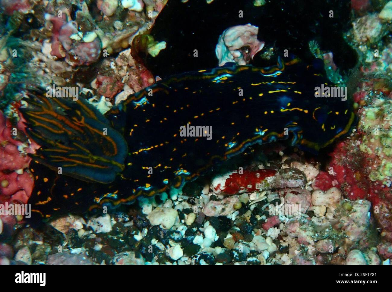 African sea goddess (Felimare tema), Mollusca, Baía da Ribeirinha, Cape ...