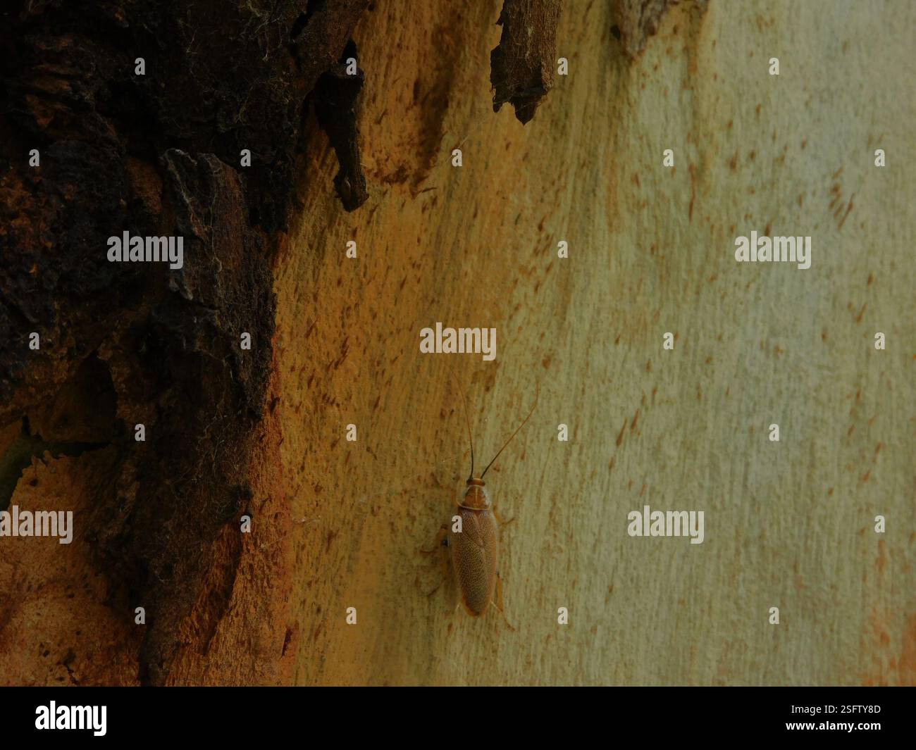 bush cockroach (Ellipsidion humerale), Insecta, Melbourne VIC ...