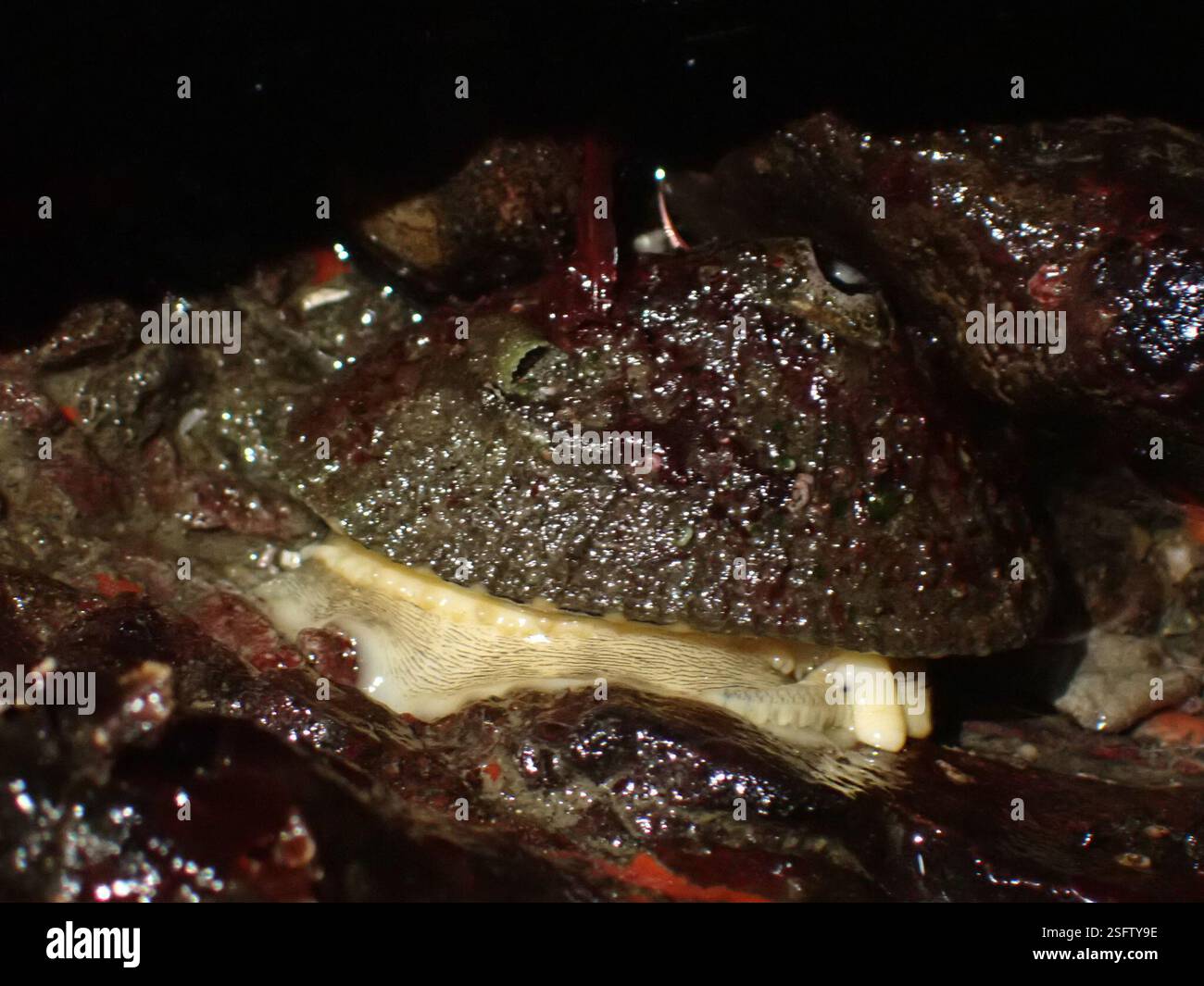 Rough Keyhole Limpet (Diodora aspera), Mollusca, Capital, British ...