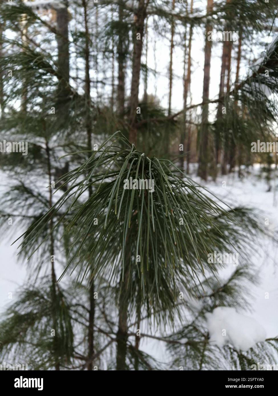 Siberian pine (Pinus sibirica), Plantae, Иркутская обл., Россия, 665490 ...