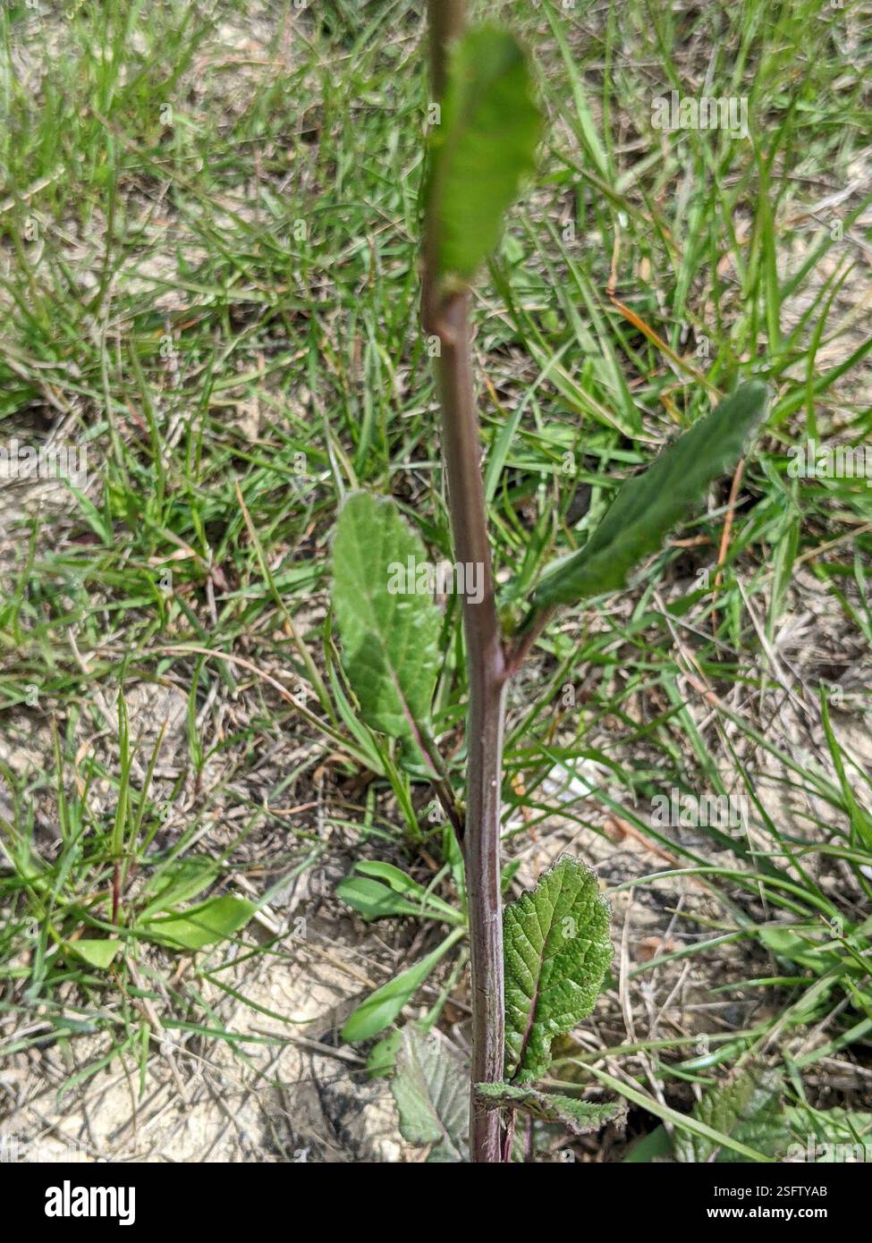 annual bastard cabbage (Rapistrum rugosum), Plantae, Garfield, TX, USA ...